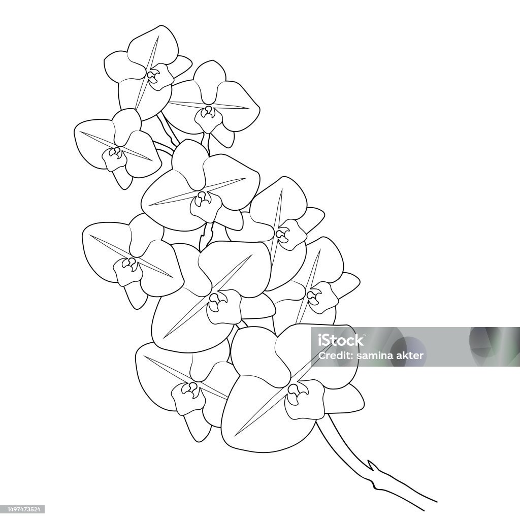 Orchid Flower Outline Drawings Orchid Flower Line Art And Handdrawn