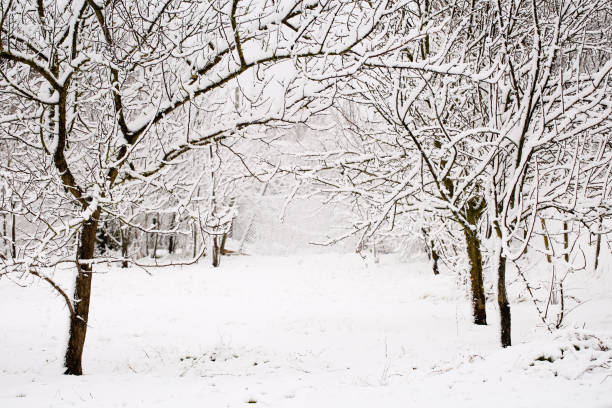Free Stock Photo of Snowy back yard | Download Free Images and Free ...