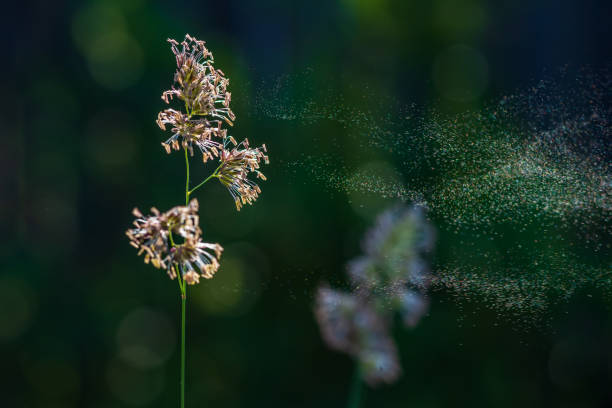 10,000+ Free Pollen & Nature Images - Pixabay