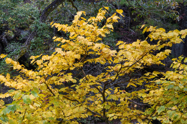 Free picture: Yellowish brown leaves of big birch tree (Betula)
