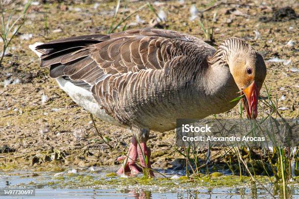 The Common Goose Anser Anser Is A Species Of Anseriform Bird In The