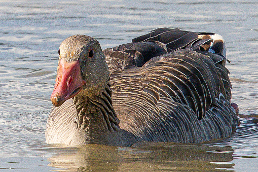 The Common Goose Anser Anser Is A Species Of Anseriform Bird In The