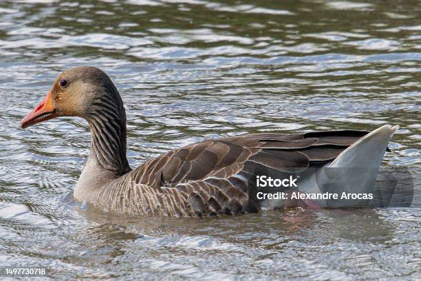 The Common Goose Anser Anser Is A Species Of Anseriform Bird In The