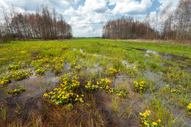 Free picture: Spring time floodplain on meadow field