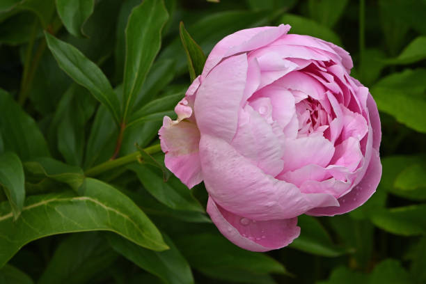 3,000+ Peony Pictures & Images [HD] - Pixabay