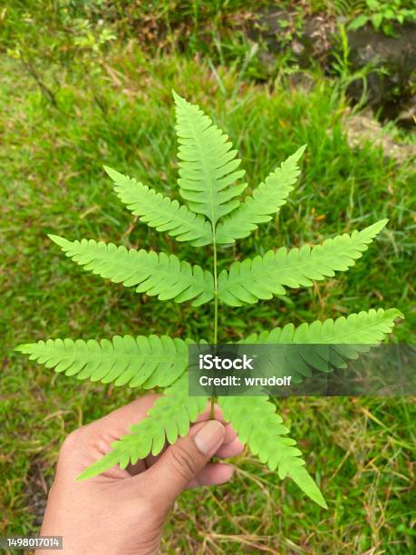 Memegang Tangan Tekstur Daun Pakis Yang Indah Di Alam Pakis Alami Daun