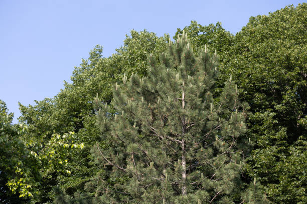 Free picture: tree top, big pine tree, flora