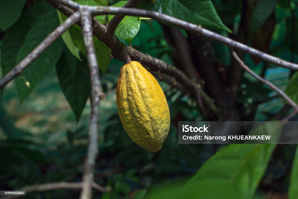 Polong Kakao Kuning Tumbuh Di Pohon Pohon Kakao Dengan Buahbuahan Pohon ... Polong Kakao Kuning Tumbuh Di Pohon Pohon Kakao Dengan Buahbuahan Pohon ...