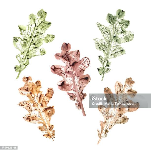 Ensemble De Feuilles De Chêne Dautomne Isolées Sur Fond Blanc