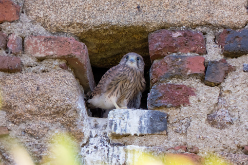 Seekor Kestrel Muda Di Celah Dinding Tua Melihat Dan Menunggu ... Seekor Kestrel Muda Di Celah Dinding Tua Melihat Dan Menunggu ...