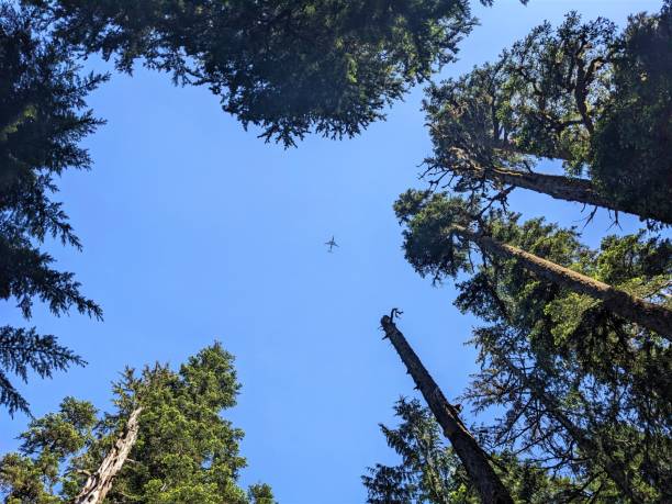 Free Stock Photo of Plane Flying Over Forest | Download Free Images and ...