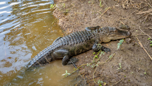 Free Stock Photo of Two Alligators Resting on River Bank | Download ...