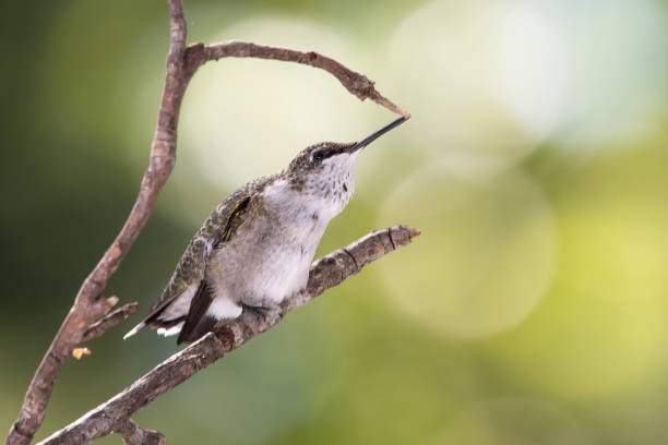 Free Stock Photo of Hummingbird Perched on Branch in Tree | Download ...