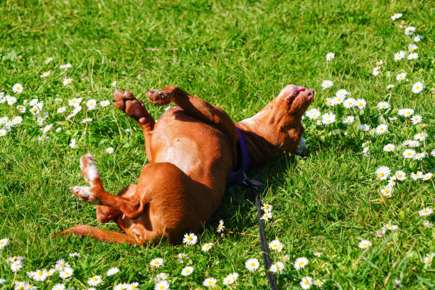 Free Stock Photo of Dog Rolling Around on Back in Grass | Download Free ...