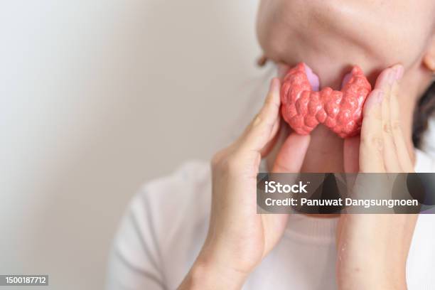 목에 인간 갑상선 해부학 모델을 들고 있는 여자 갑상선 기능 항진증 갑상선 기능 저하증 하시모토 갑상선염 갑상선 종양 및 암