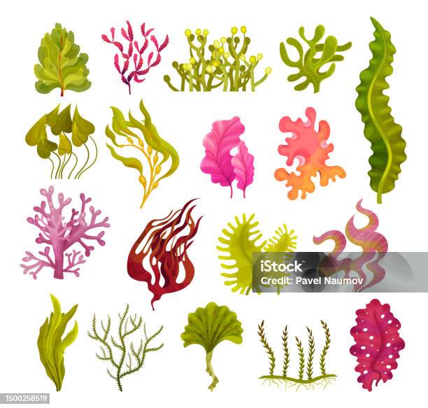 Berbagai Ganggang Dan Rumput Laut Tumbuh Di Dasar Laut Big Vector Set ... Berbagai Ganggang Dan Rumput Laut Tumbuh Di Dasar Laut Big Vector Set ...