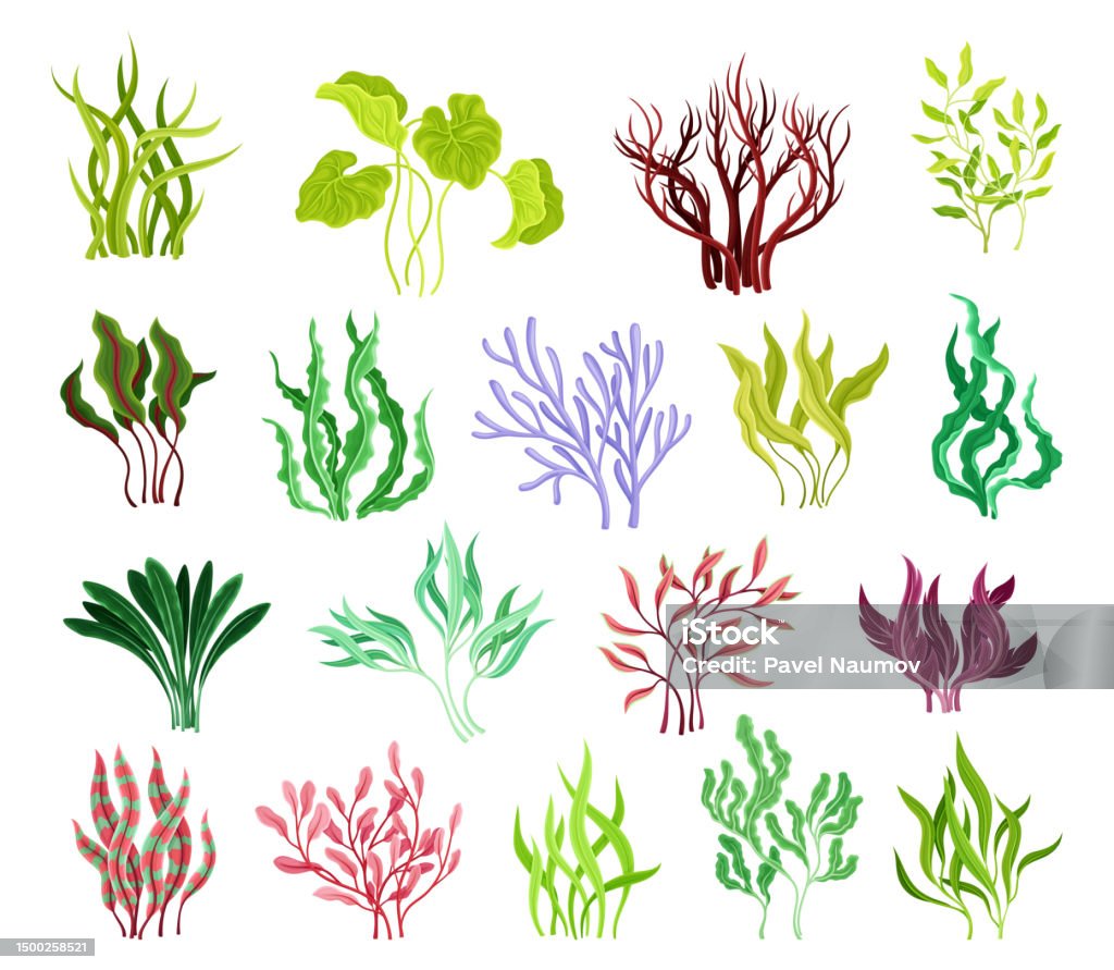 Berbagai Ganggang Dan Rumput Laut Tumbuh Di Dasar Laut Big Vector Set ... Berbagai Ganggang Dan Rumput Laut Tumbuh Di Dasar Laut Big Vector Set ...