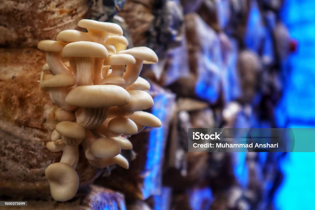 Foto Jamur Tiram Foto Stok Unduh Gambar Sekarang Adiboga Alam
