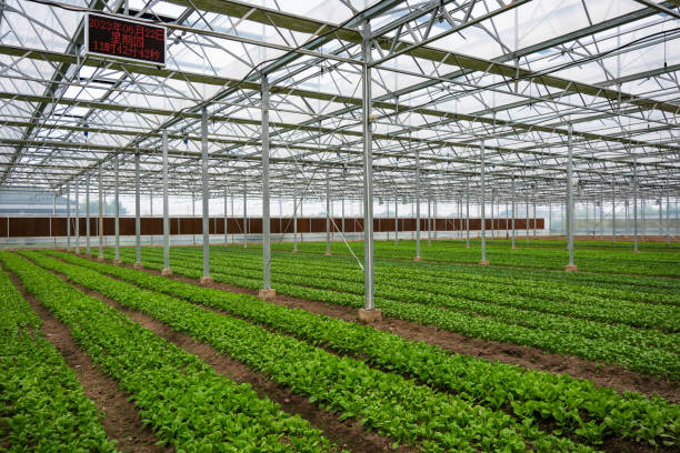 Free Stock Photo of Greenhouse growing organic vegetables with an Open ...