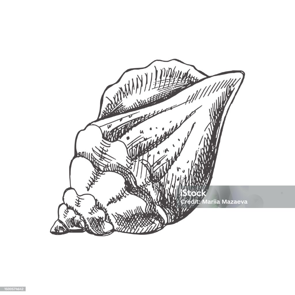 Sketsa Kerang Kerang Keong Yang Digambar Tangan Kerang Laut Ilustrasi ... Sketsa Kerang Kerang Keong Yang Digambar Tangan Kerang Laut Ilustrasi ...