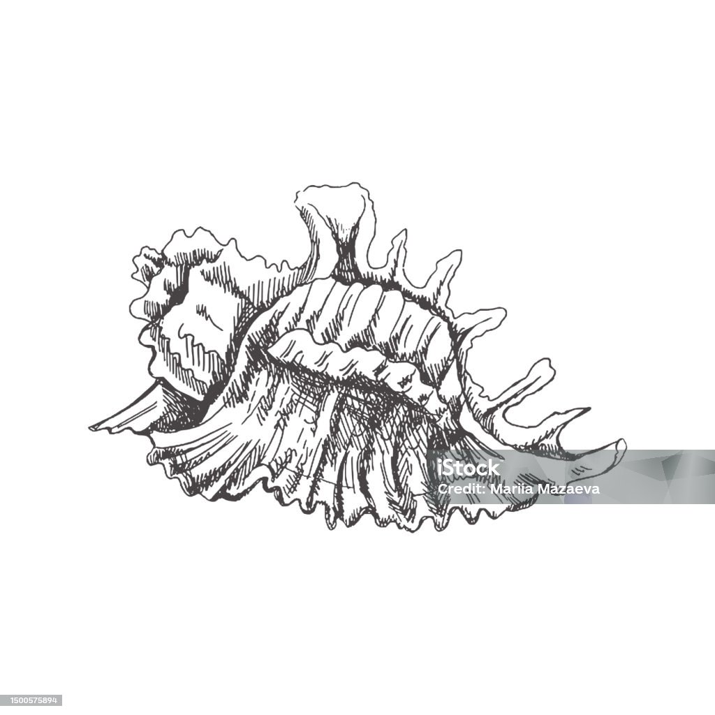 Sketsa Kerang Kerang Keong Yang Digambar Tangan Kerang Laut Ilustrasi ... Sketsa Kerang Kerang Keong Yang Digambar Tangan Kerang Laut Ilustrasi ...