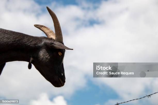Kambing Hitam Dan Dengan Bintikbintik Putih Melihat Melalui Jeruji Di ... Kambing Hitam Dan Dengan Bintikbintik Putih Melihat Melalui Jeruji Di ...