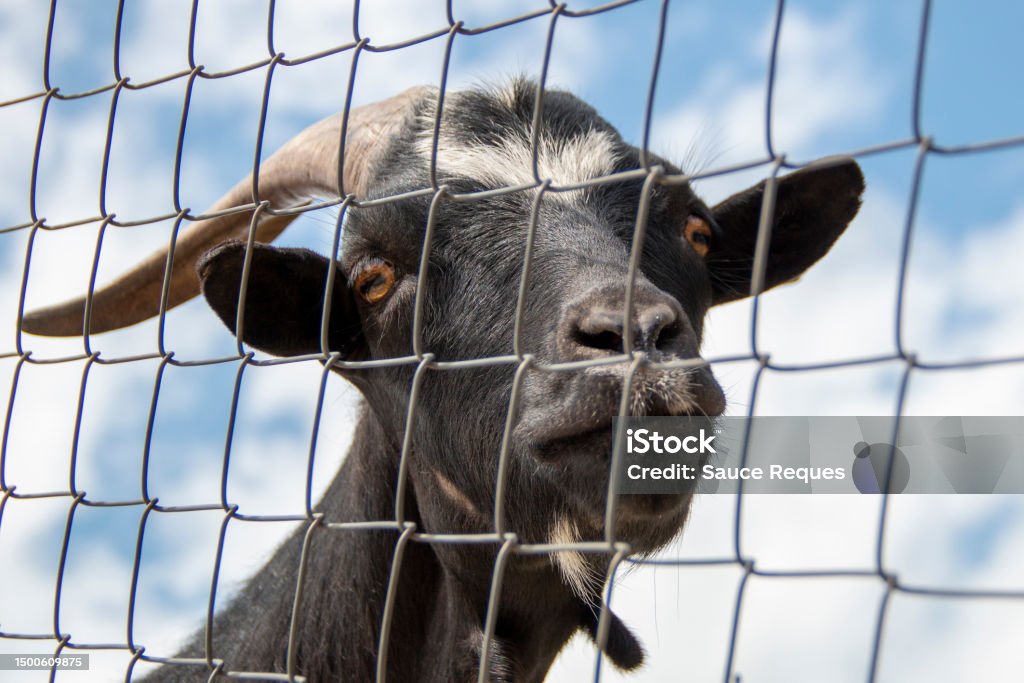 Kambing Hitam Dan Dengan Bintikbintik Putih Melihat Melalui Jeruji Di ... Kambing Hitam Dan Dengan Bintikbintik Putih Melihat Melalui Jeruji Di ...