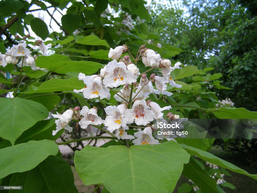 Catalpa Tree Scient Class Bignoniaceae Stock Photo - Download Image Now ... Catalpa Tree Scient Class Bignoniaceae Stock Photo - Download Image Now ...