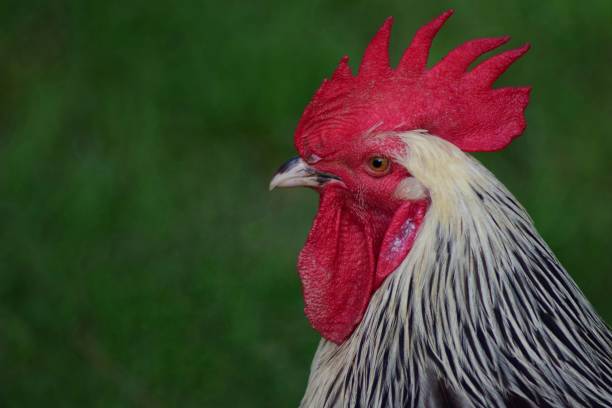 Free picture: Side view of beautiful domestic rooster in backyard