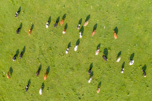 Free Stock Photo of Aerial view of cows in a grass field | Download ...