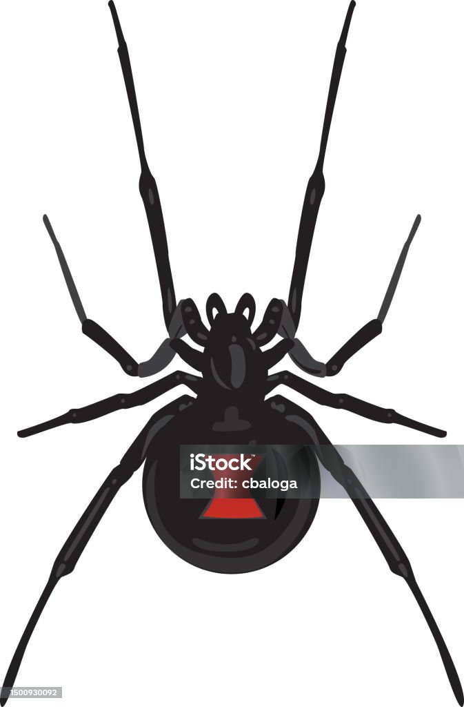 Lifelike Black Widow Spider Latrodectus Insect Bug Stock Illustration ... Lifelike Black Widow Spider Latrodectus Insect Bug Stock Illustration ...