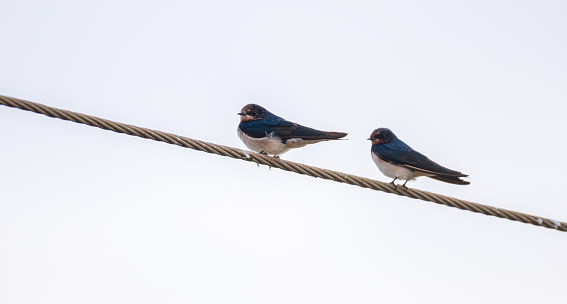 Free picture: Two swallow birds sitting on wire with blue sky as background Free picture: Two swallow birds sitting on wire with blue sky as background