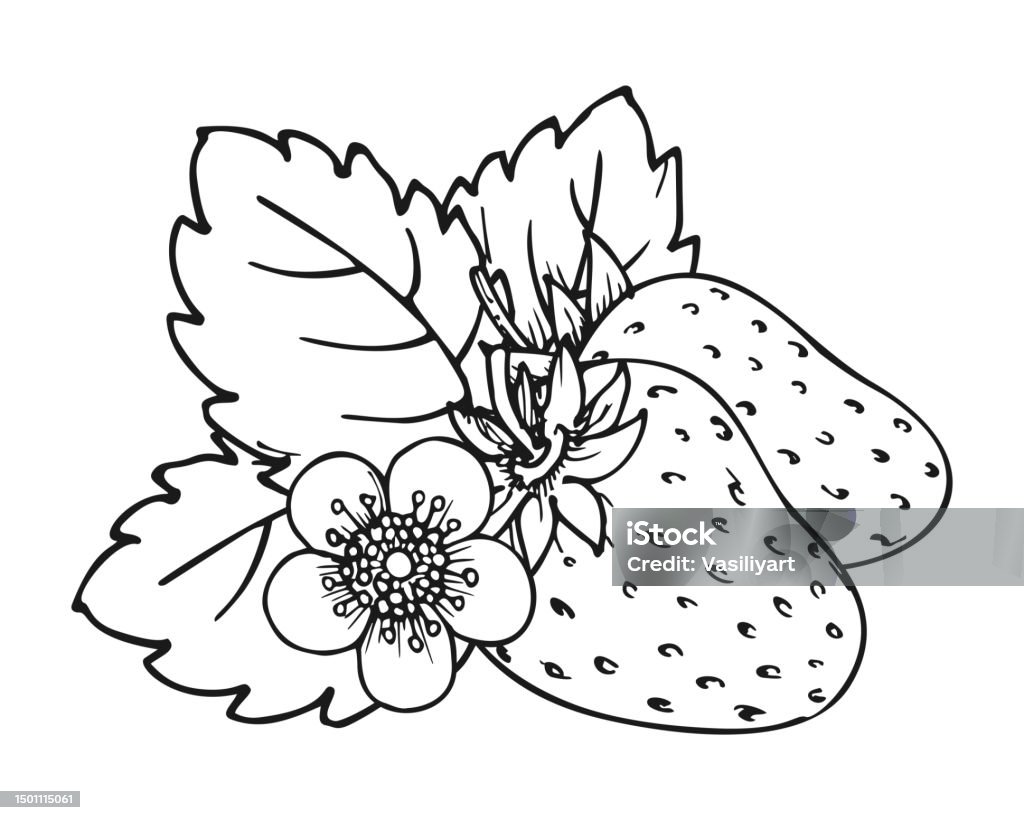 Strawberry Coloring Book Whole Ripe Sweet Fruit Stock Illustration