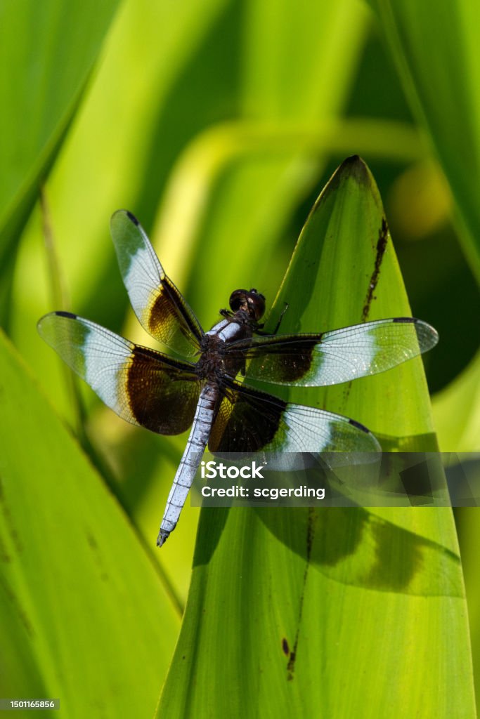 Widow Skimmer Dragonfly On Pickerelweed Leaf Stock Photo - Download ... Widow Skimmer Dragonfly On Pickerelweed Leaf Stock Photo - Download ...