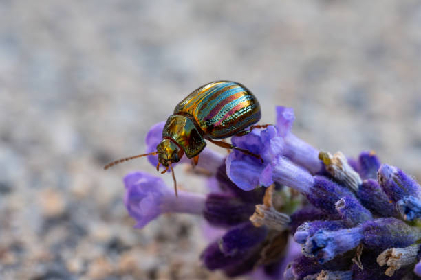 Violet Oil Beetle Bug Insect - Free photo on Pixabay - Pixabay