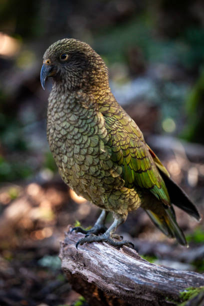 50+ Free Kea & Mauna Kea Images - Pixabay