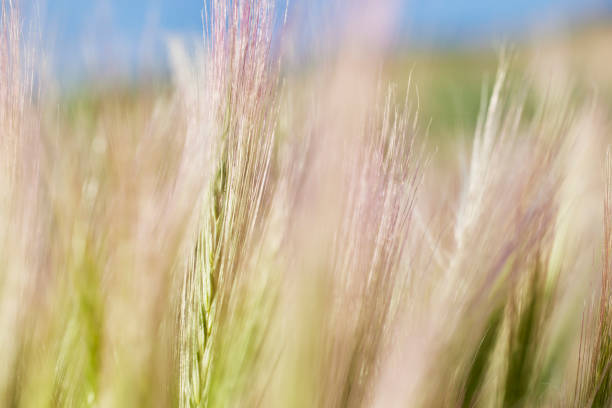 Free picture: A close-up of a dry grass stalk in a grassy meadow field ...