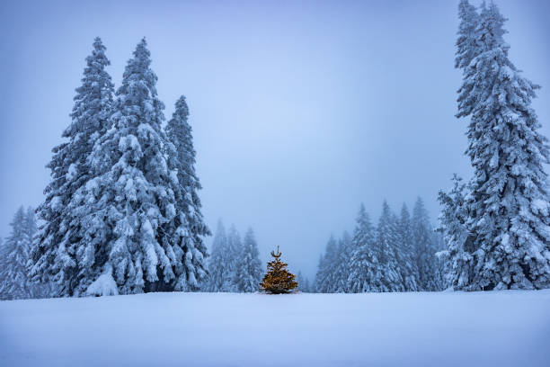 Free Stock Photo of Lone evergreen tree in snowy forest landscape ...