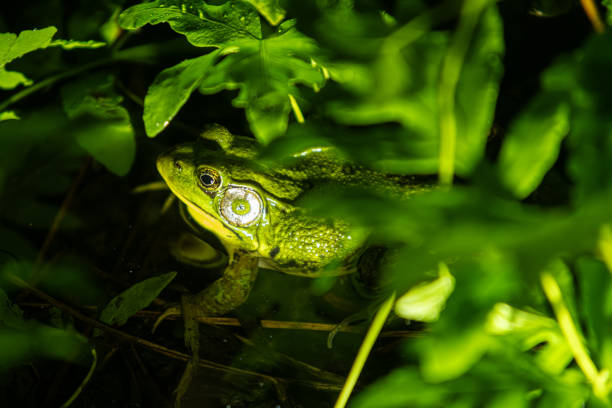 Free Stock Photo of Bullfrog in the pond | Download Free Images and ...