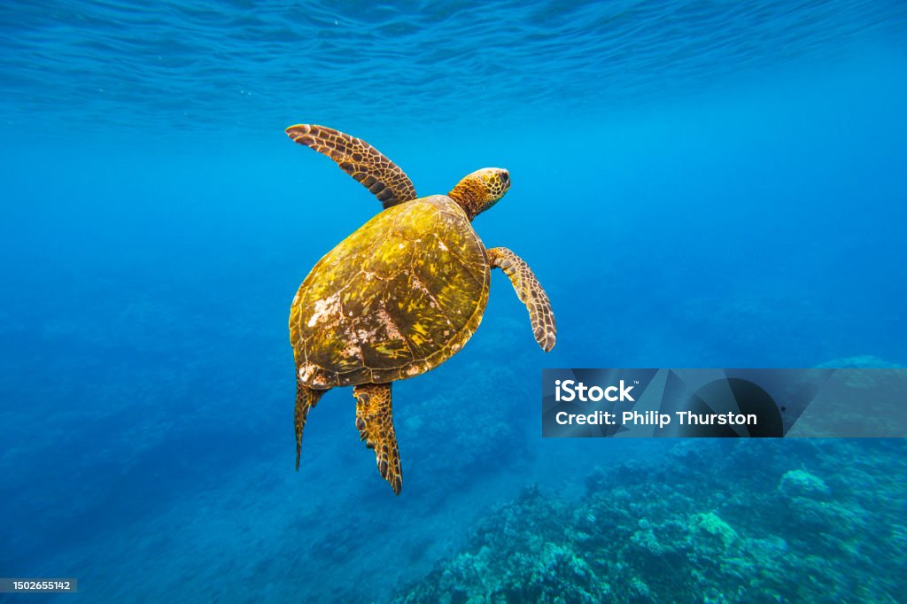 Green Sea Turtle Swimming Over Coral Through Clear Blue Ocean Stock