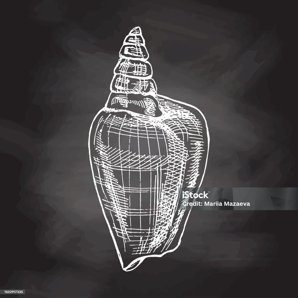 Sketsa Kerang Kerang Keong Yang Digambar Tangan Kerang Laut Ilustrasi ... Sketsa Kerang Kerang Keong Yang Digambar Tangan Kerang Laut Ilustrasi ...
