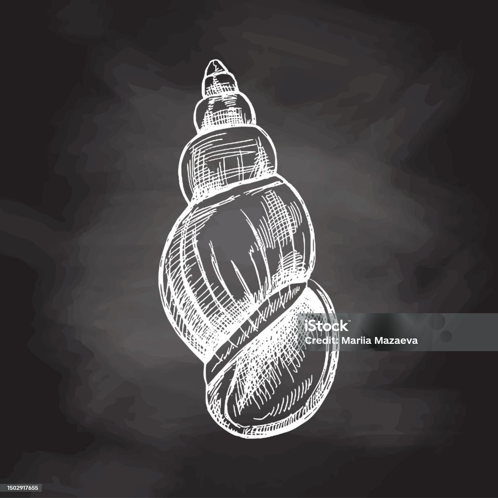 Sketsa Kerang Kerang Keong Yang Digambar Tangan Kerang Laut Ilustrasi ... Sketsa Kerang Kerang Keong Yang Digambar Tangan Kerang Laut Ilustrasi ...
