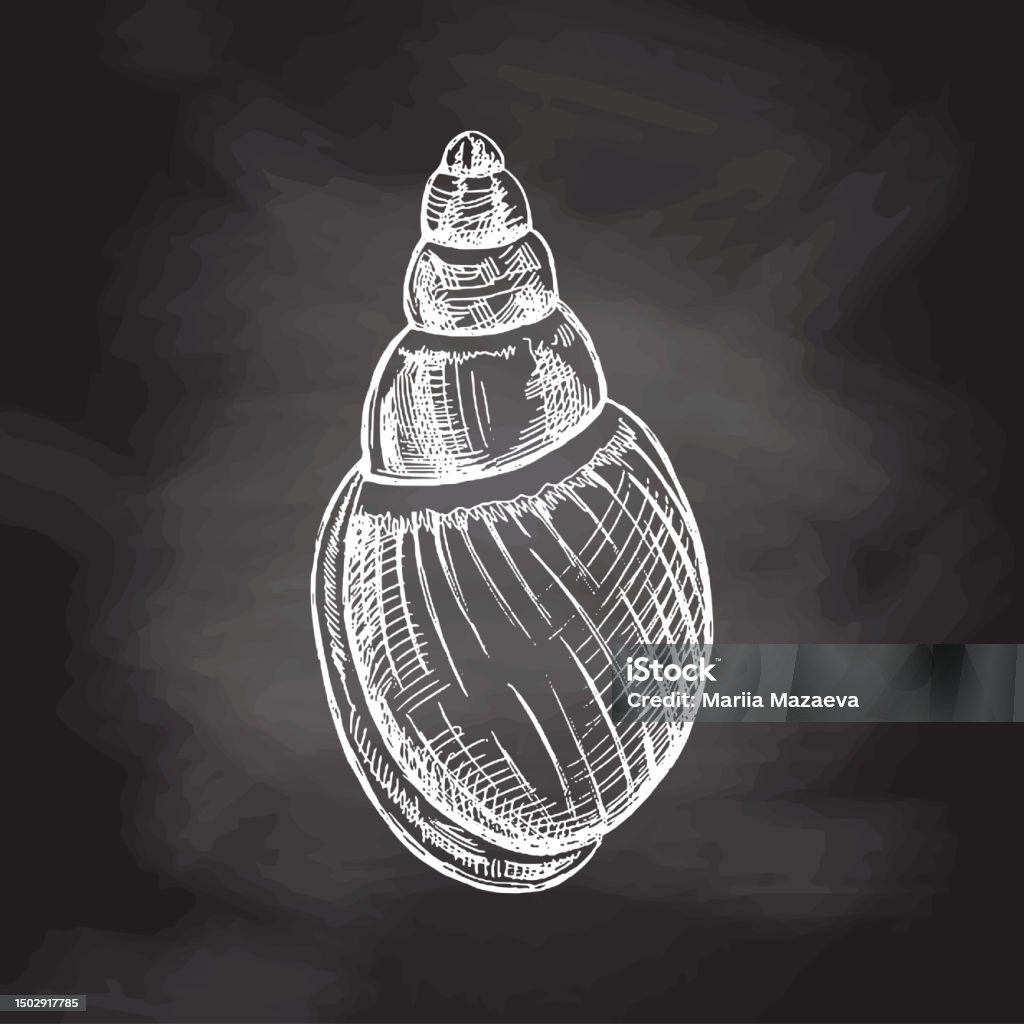 Sketsa Kerang Kerang Keong Yang Digambar Tangan Kerang Laut Ilustrasi ... Sketsa Kerang Kerang Keong Yang Digambar Tangan Kerang Laut Ilustrasi ...