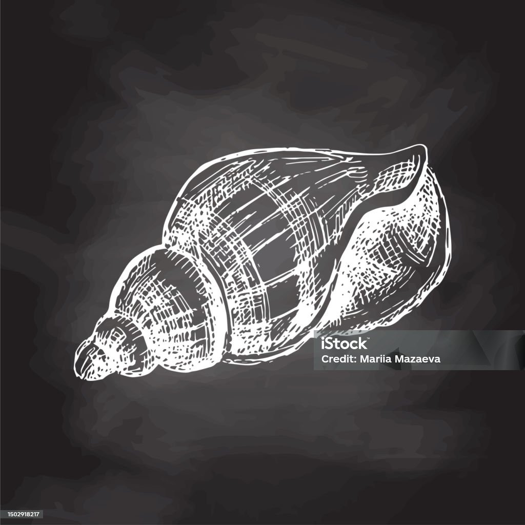 Sketsa Kerang Kerang Keong Yang Digambar Tangan Kerang Laut Ilustrasi ... Sketsa Kerang Kerang Keong Yang Digambar Tangan Kerang Laut Ilustrasi ...