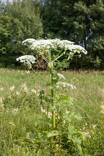 Photo libre de droit de Plante De Berce Du Caucase Le Panais De Vache ... Photo libre de droit de Plante De Berce Du Caucase Le Panais De Vache ...