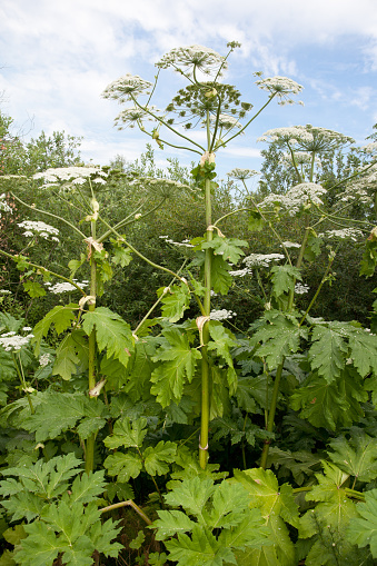 Photo libre de droit de Plante De Berce Du Caucase Le Panais De Vache ... Photo libre de droit de Plante De Berce Du Caucase Le Panais De Vache ...