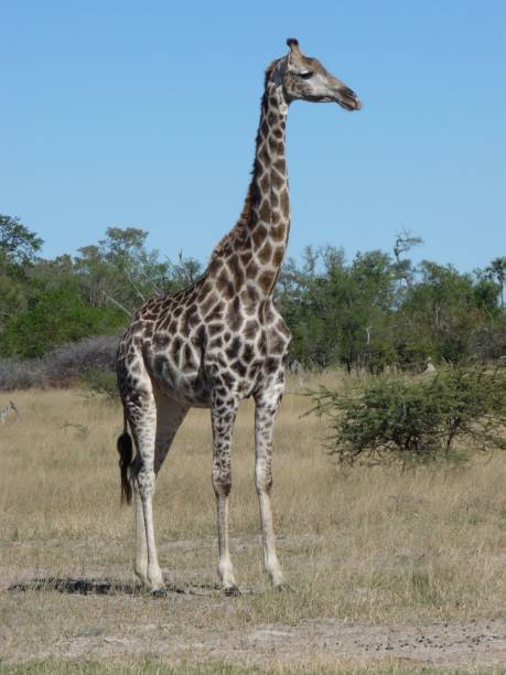 Free Stock Photo of A giraffe standing in a grassy field | Download ...