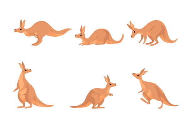 2 300개 이상의 Wallabies 스톡 일러스트 Royalty Free 벡터 그래픽 및 클립 아트 Istock