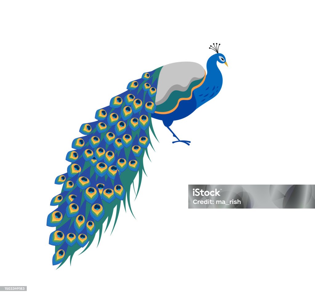 Peacock Illustration Exotic Bird Indian Peacock Stock Illustration Download Image Now
