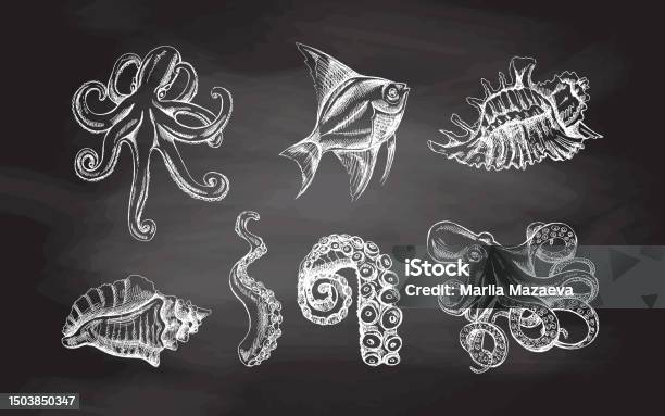 Kerang Gurita Ikan Tropis Set Vektor Tentakel Gurita Ilustrasi Sketsa